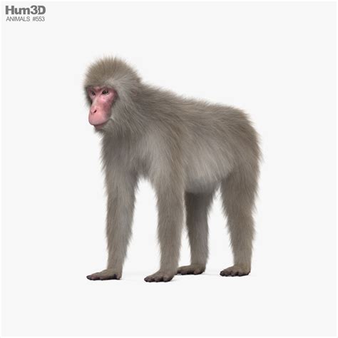 macaque 3d models download