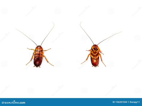 Top View Of Cockroach On Wall Texture Royalty Free Stock Image