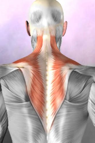 Pta 105 Upper Extremity Flashcards Quizlet