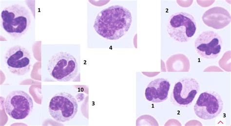 Clm Cell Identification Lab 2 Flashcards Quizlet