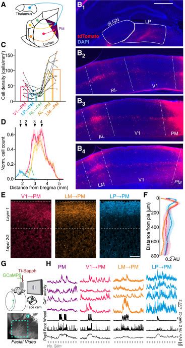 Higher Order Thalamic Input To Cortex Selectively Conveys State Information Cell Reports