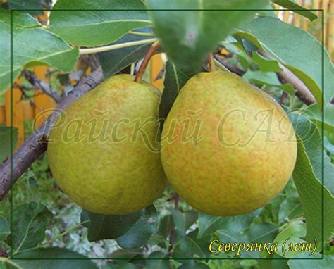 Груша Северянка – купить за 150 ₽ | Интернет-магазин многолетних растений