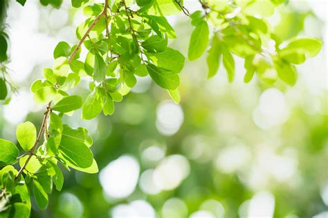 [200 ] Greenery Backgrounds