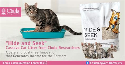 What Is The Disease From Cat Litter At Robin Alexander Blog