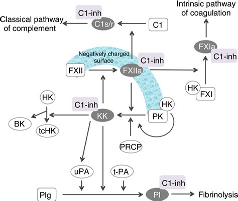Hereditary Angioedema Linking Complement Regulation To The Coagulation System Research And