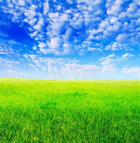 голубое пасмурное небо зеленого цвета травы поля Стоковое Фото изображение насчитывающей