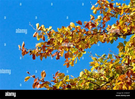 Beech Fagus Sylvatica Close Up Of The Leaves Of The Common Tree Showing Off Their Resplendent
