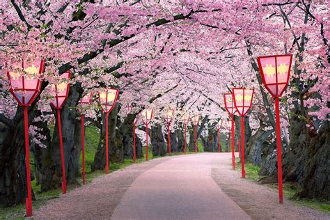 Pink Flower Tree In Japan 33 Traditional Japanese Flowers Plus When