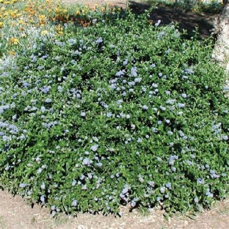 Ceanothus Griseus Horizontalis Carmel Creeper Groundcover Landscape