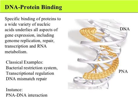 Protein Dna Interaction