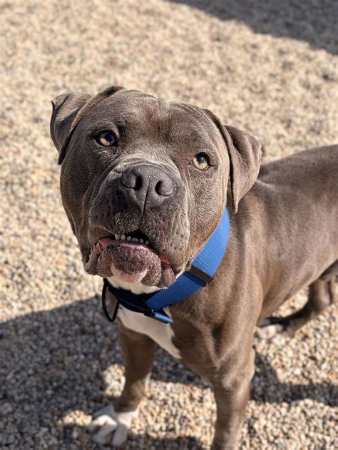 Meet This Friendly 15 Year Old Male—a 60 Pound Bundle Of Love Rocky
