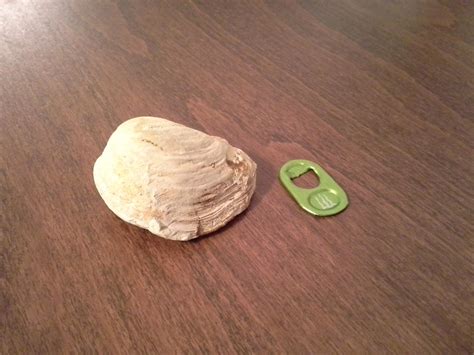 Bivalve Fossil Id The Fossil Forum