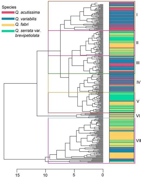 Hierarchical Clustering Of Leaf Phenotypic Traits For The Four Oak
