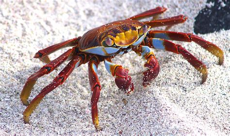 Sally Lightfoot Crab 2 The Ubiquitous Brilliantly Coloured Flickr