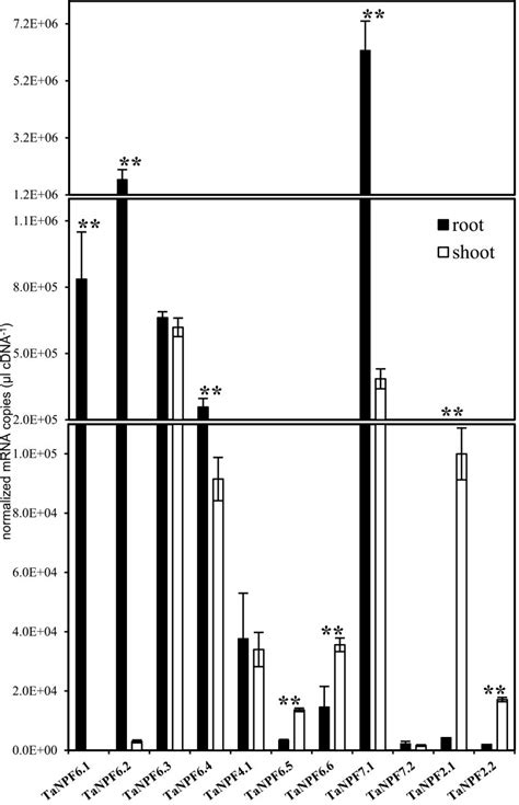 Quantitative Real Time Pcr Expression Analysis Of Putative Low Affinity