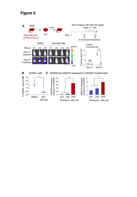 in vivo treatment with shik and abt 263 reduces tumor burden in aml pdx