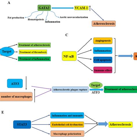 Shows The Functional Pattern Illustrations Of Five Tf Related To