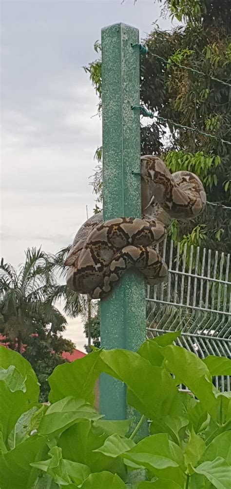 Massive Python Coils Around Fence Near Downtown East Its Likely Trying To Escape Flooded Drains