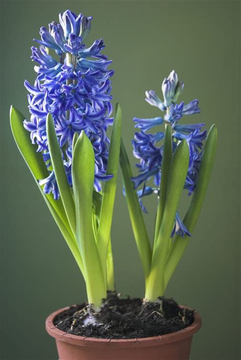 Can You Cut Hyacinth Flowers Best Flower Site