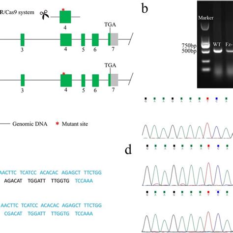 Schematic Diagram Of The Mutation Site Of Exon 4 Of Fzd6 The Fzd6 Download High Quality