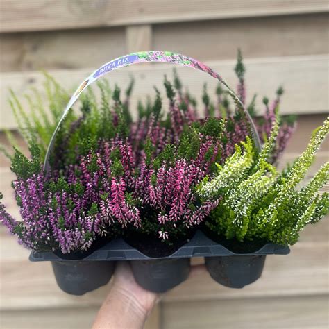 6 X Heather Calluna Vulgaris Mixed Colours Lincspplants