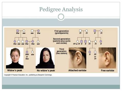 Genetics And Inheritance PPTX