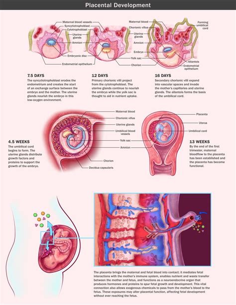 Role Of The Placenta Grade 9 Understanding For Igcse