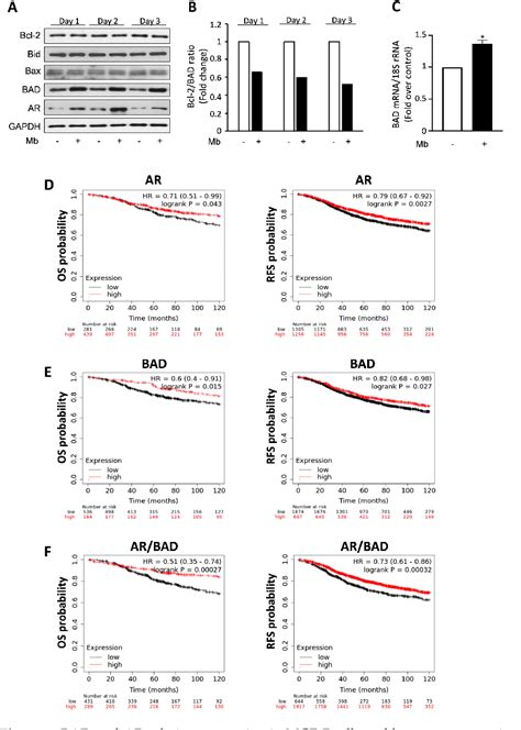 Figure 1 From Androgens Modulate Bcl 2 Agonist Of Cell Death Bad