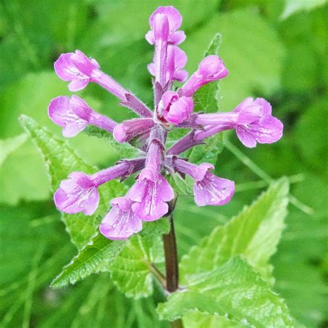 Lamiaceae 10000 Things Of The Pacific Northwest