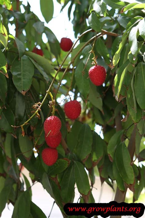 Lychee Tree How To Grow And Care