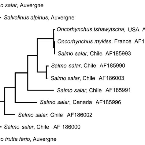 phylogenetic tree based on small subunit rdna sequence data from