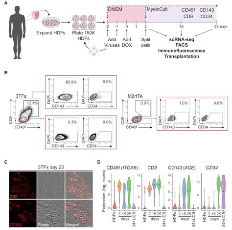 Hemogenic Reprogramming Of Human Fibroblasts By Enforced Expression Of Transcription Factors