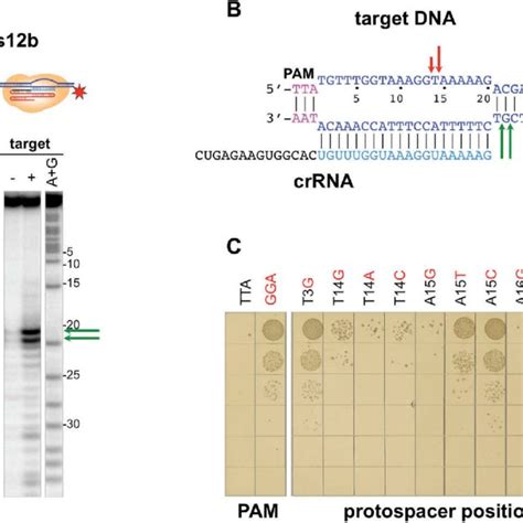 Determining The Effects Of Substitutions Introducing Single Nucleotide