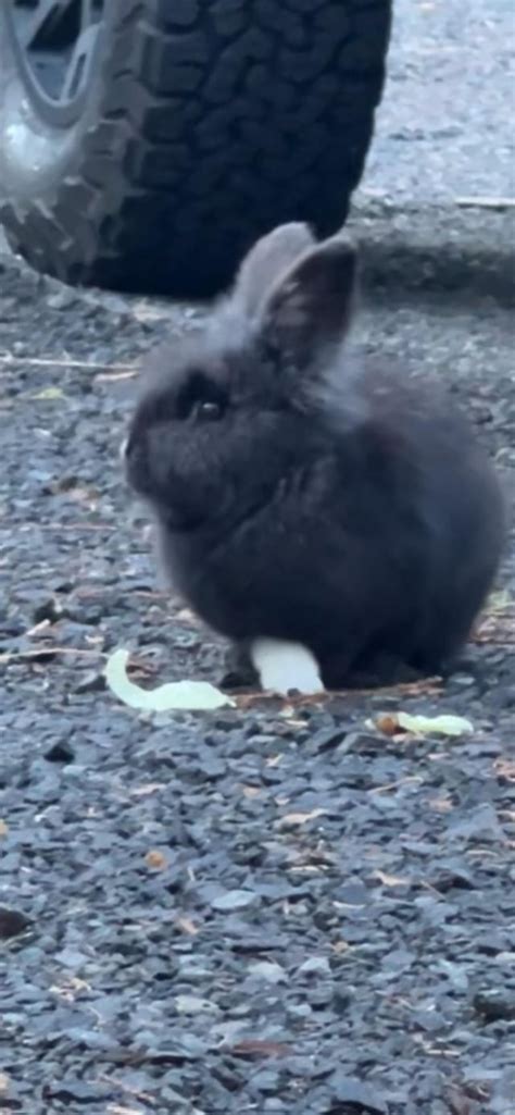 after weeks of trying to catch this bun who was living under my deck i