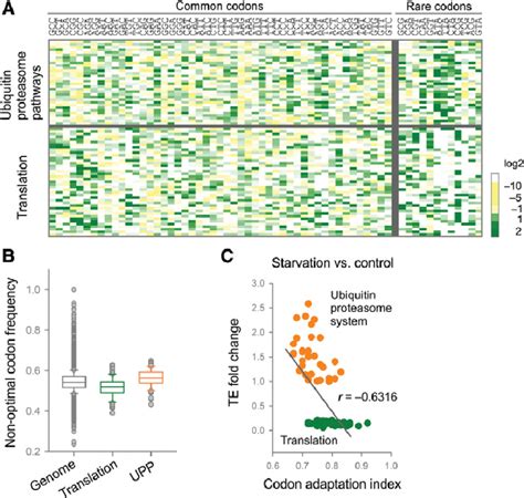 Codon Composition Contributes To Differential Mrna Translation During