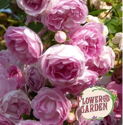 РОЗИ ВЛАЧЕЩИ 16 - rosesplants.com