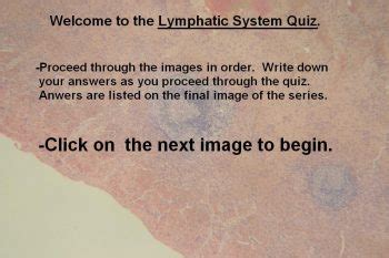 Quiz Lymphatic System Histology Atlas For Anatomy And Physiology