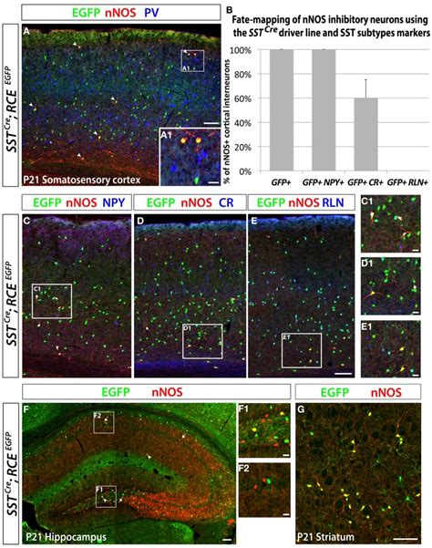 Neocortical Nnos Cells Belong To The Medial Ganglionic Download