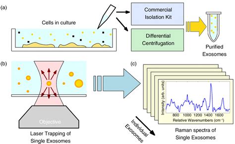 Single Exosome Study Reveals Subpopulations Distributed Among Cell