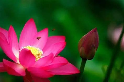 小孩起名常用字“艳”在名字中有哪些利弊 知乎