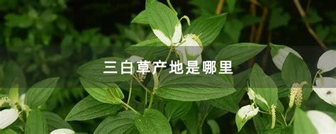 三白草产地是哪里 苗木百科 中国花木网