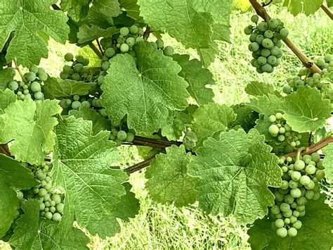 Riesling усан үзэм › Дугуйгаар