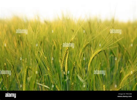 Felder In Devon Fotos Und Bildmaterial In Hoher Auflösung Alamy