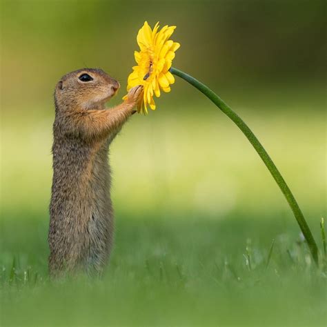 Dutch Photographer Captures Adorable Ground Squirrels Delicately