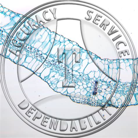 Begonia Leaf Prepared Microscope Slide