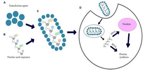 Digestive System Primary Cells——accegen