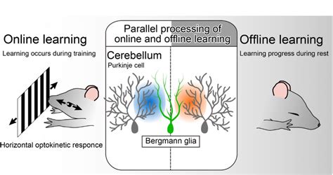 Glial Control Of Parallel Memory Processing Asia Research News