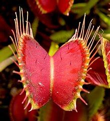Carnivore Wikipedia