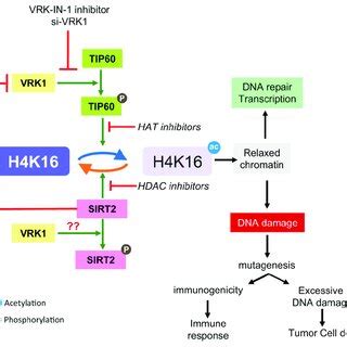 Regulation Of The Level Of H4k16 Acetylation Diagram Of The Interplay