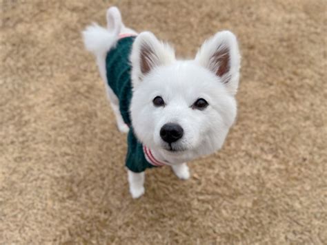 강아지가 짖는 이유 으르렁 의미 알아봤어요 네이버 블로그 강아지가 짖는 이유 으르렁 의미 알아봤어요 네이버 블로그
